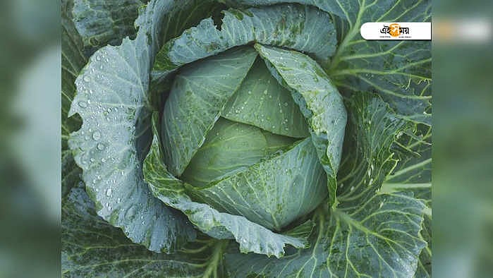 Side Effects Of Cabbage Diet,Cabbage Side Effects: এই সমস্যা থাকলে ...