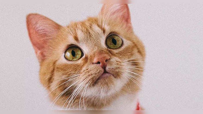 Viral Cat Mayor,Viral: দু'দশক ধরে মার্কিন শহরের মেয়র ছিল এক বিড়াল ...