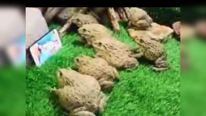মোবাইল দেখতে ব্যস্ত ব্যাঙেদের দল! ফোন সরালেই করছে হামলা - viral video shows how frogs attacks a ...
