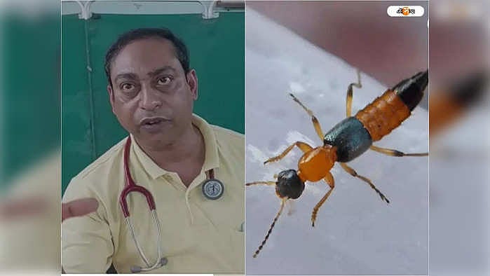 Nairobi Fly: উত্তরবঙ্গে Nairobi Fly হানা, বাঁচার উপার কী? জানালেন ...