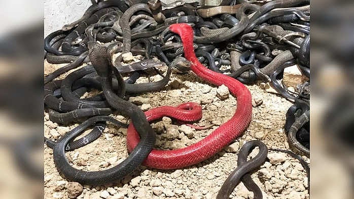 ভাইরাল লাল রঙের বিরল প্রজাতির সাপ! চোখ কপালে নেটিজেনদের - viral video ...