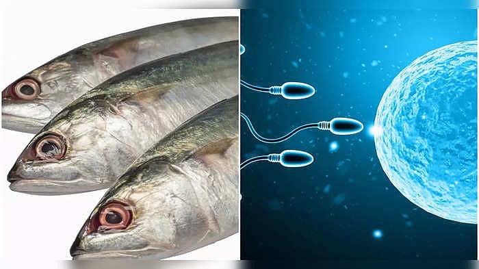 Fish Oil Benefits for Men's: মাছের তেলেই পুরুষের যৌবনে আসবে জোয়ার ...