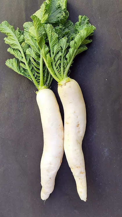 Radish Health Benefits,হজম টু কিডনি, মূলোর গুণে অবাক হবেন! - radish ...