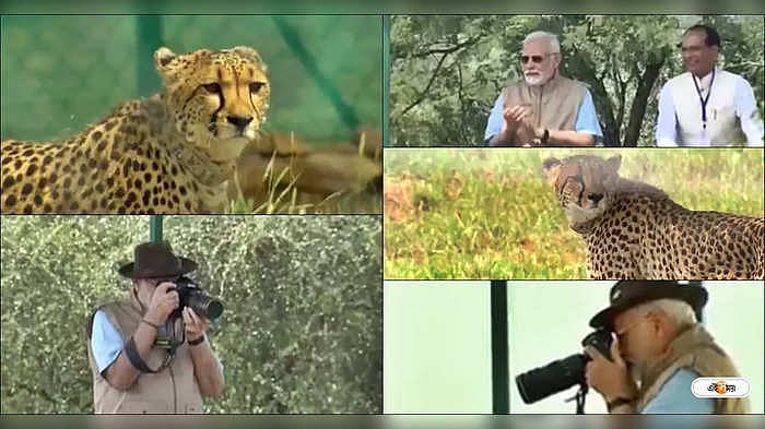 PM Modi Releases Cheetah : চিতাদের জঙ্গলে ছাড়লেন প্রধানমন্ত্রী, 'নতুন ...
