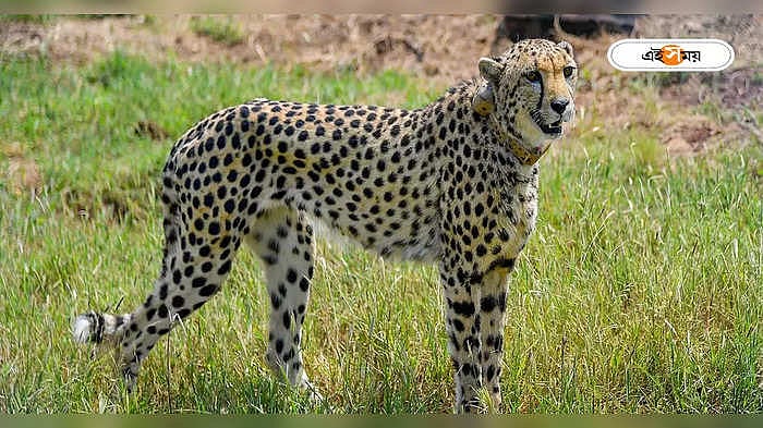 Cheetah: একসময়ের জঙ্গলের রাজারা হঠাৎ নিশ্চিহ্ন, কীভাবে এদেশ থেকে বিলুপ্ত হয়েছিল চিতা? - how ...