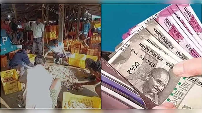 Telia Vola Fish : দিঘা আড়তে ৩৬ কেজির তেলিয়া ভোলা, দাম উঠল 'আকাশছোঁয়া ...