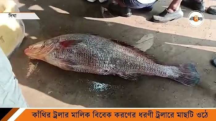 Digha : ৩ লক্ষ টাকার মাছ! দিঘায় হইচই - telia vola fish sold at rupees ...