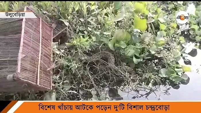 Chandrabora Snake : মাছ ধরার খাঁচায় আটকে গেল বিশাল চন্দ্রবোড়া ...