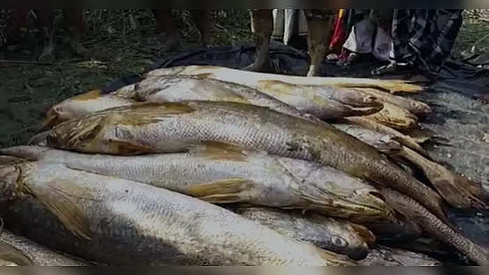 Bhola Fish : জালে একসঙ্গে ৮৫ নড়ে ভোলা, রাতারাতি 'কোটিপতি' মৎস্যজীবী ...