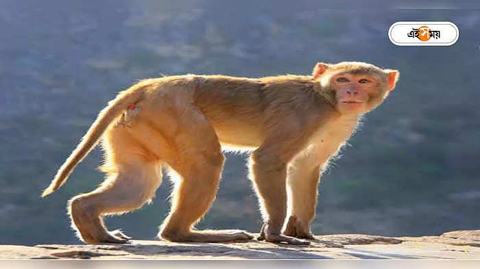 Acid Attack : দীর্ঘদিন উপদ্রব, রেহাই পেতে ডোমজুড়ে হনুমানের মুখে ...