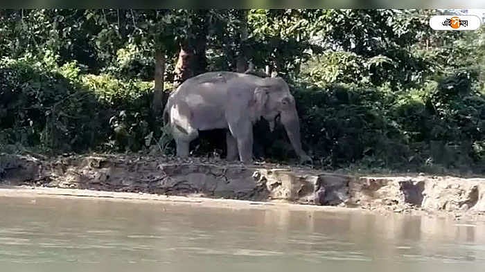 Elephant Attack : জখম গজরাজ, বাঁচাতে খাবার পৌঁছে দিচ্ছেন গ্রামবাসীরা ...