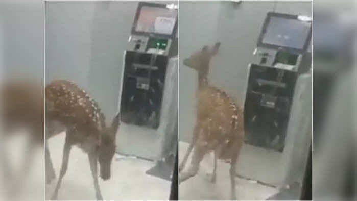 Viral Video:এটিএমে আটকে হরিণের ছটফটানি! ঘটনায় ব্যাপক শোরগোল - deer got ...