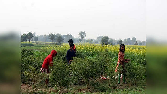 West Bengal Trending News: লঙ্কার ঝালে জ্বলুনি সারা গায়ে, সংসারে নুন ...