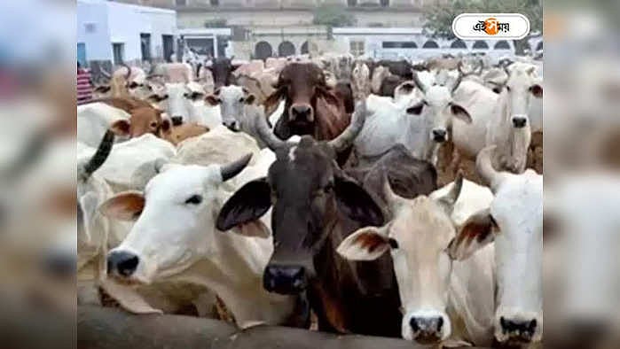 Viral News: বছরে দুধ দেবে 18 টন ! নজিরবিহীন 'সুপার কাউ' তৈরি করল চিন ...