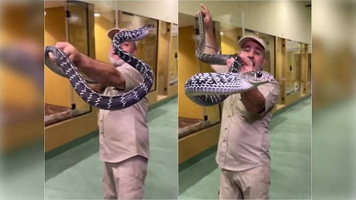 Nine Foot Long Rat Snakes Tries to Bite the Zookeeper Who Holds It ...