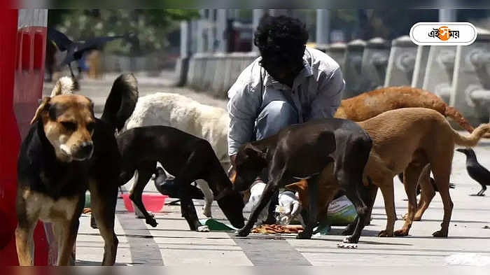 Street Dog : নিয়ম মেনে পথকুকুরদের খাওয়াতে পারবেন গৃহস্থরা: বম্বে ...