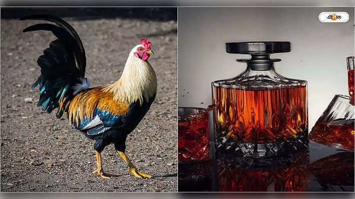 World News : সকালে উঠে মদ চাই-ই-চাই! মোরগের নেশার জ্বালায় অতিষ্ট মালিক ...