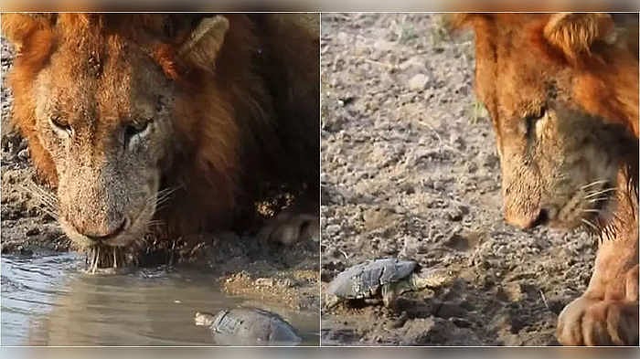 Viral Video: সিংহের সঙ্গে বন্ধুত্ব করতে নাছোড়বান্দা ছোট্ট কচ্ছপ ...