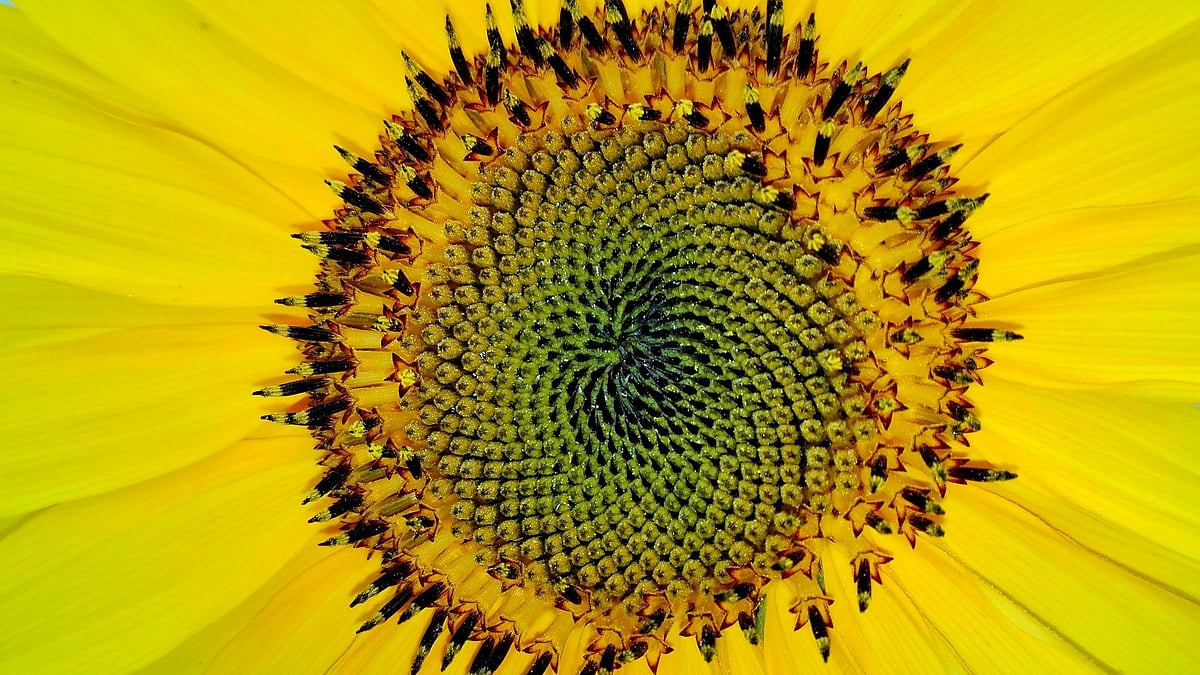 Fibonacci Numbers around Us