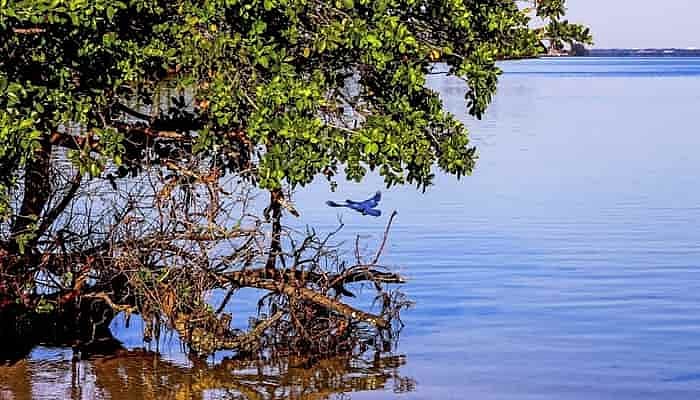 Gujarat forest dept signs 3 MoUs worth Rs 2,217 cr for carbon credit ...