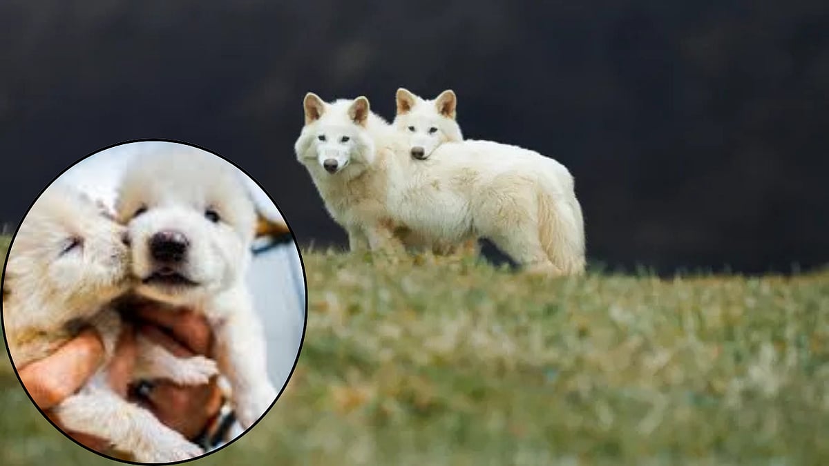 Spy wolf: A species that went extinct 10,000 years ago is back to life