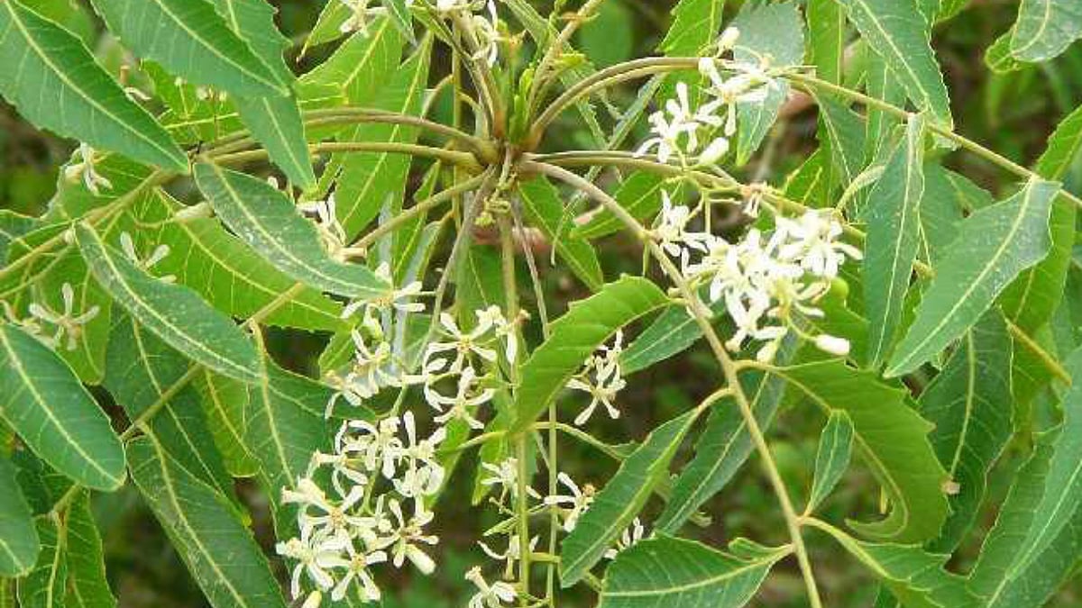 Summer Health: Medicinal Benefits of Neem