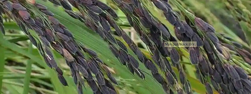 Manipur's black rice gets Geographical Indication (GI) tag