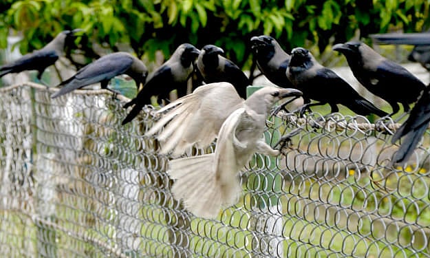 Rare white crow spotted near the Duliajan field headquarters