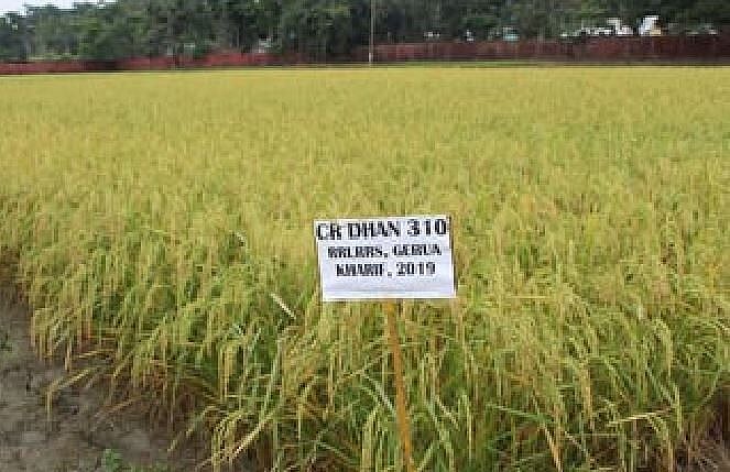Assam scientists develop high-protein, climate-smart rice varieties