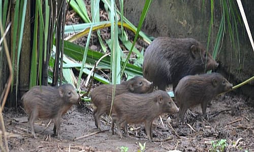 14 Pygmy hogs return to Manas National Park