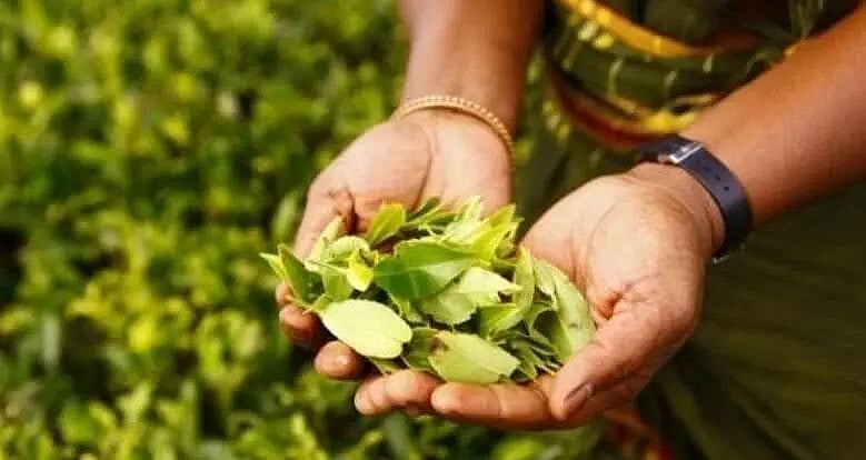 Boost for Assam tea