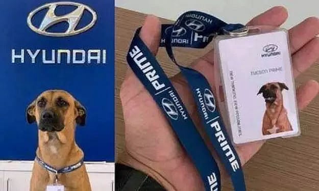 Hyundai showroom adopts street dog and makes him car salesman; pictures ...