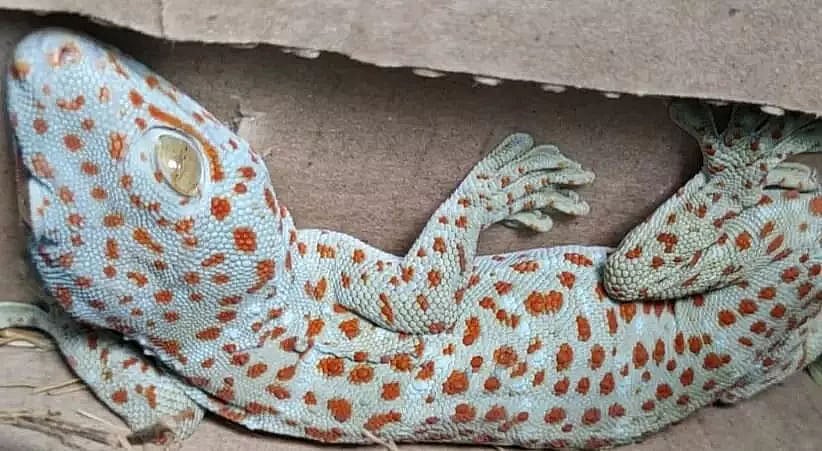 Rare 'Keko' snake rescued at Kholabandha char in Barpeta