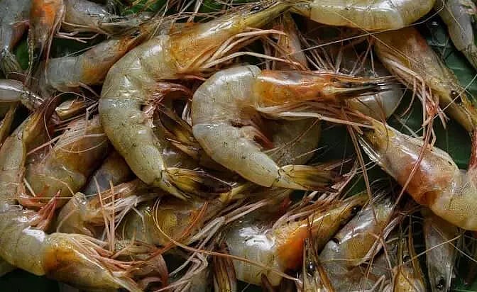 APART to popularize freshwater prawn culture in Assam