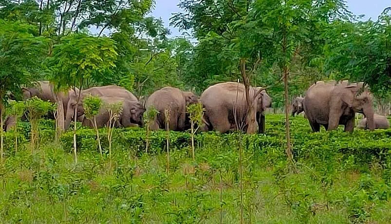 Wild elephants go on rampage in Sonajuli Tea Garden, one killed