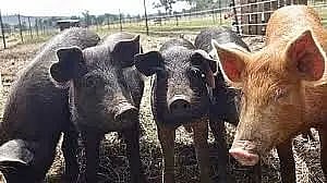 Ban on import of pigs partially lifted in Nagaland
