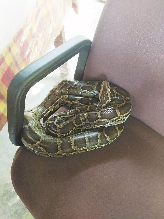 Assam: Meet Khumtai MLA Mrinal Saikia's pet – a python