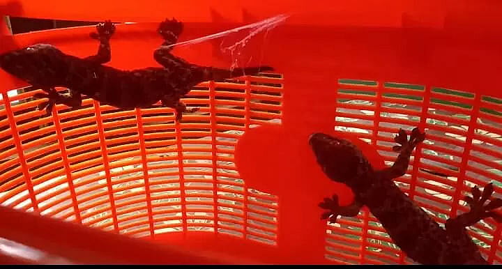 Rare Keko snakes recovered from Bogamati area along Indo-Bhutan border