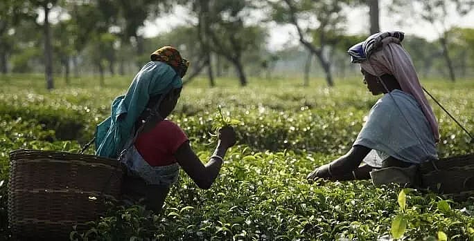 Tea workers bank accounts to be credited with Rs 3,000