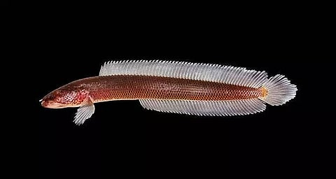 Snakehead Gollum Fish