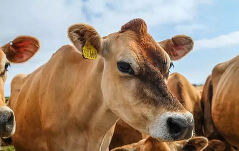 Guwahati police seize cattle-laden truck, 2 taken into custody