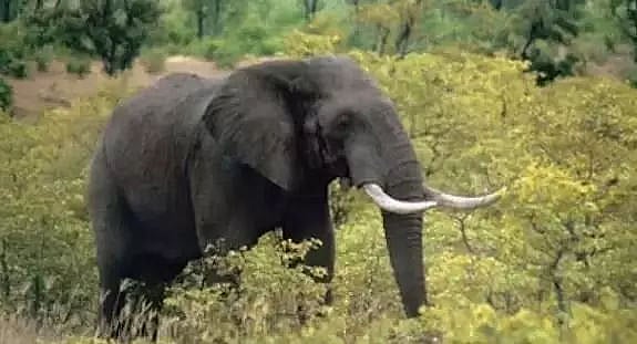 Human-elephant conflict management