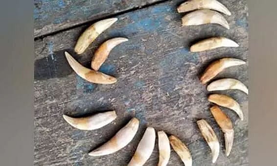 Assam: Two Poachers Arrested For Ilegally Selling Tiger Teeth In Baksa