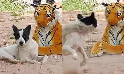 Animals getting pranked by Youtuber in Thailand