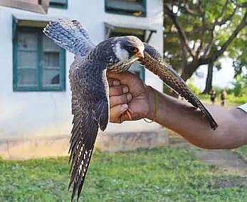 Falcon Festival to begin at Umrangsu from November 21