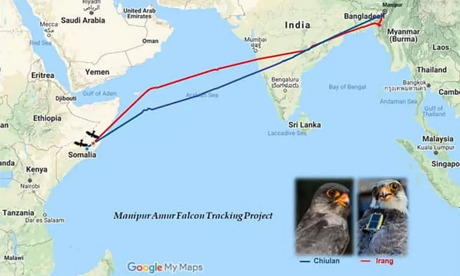 Amur Falcons reach Somalia from Manipur