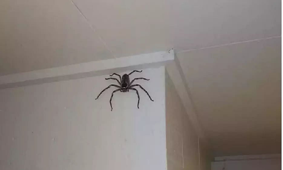 Man in Australia keeps huntsman spider as his pet