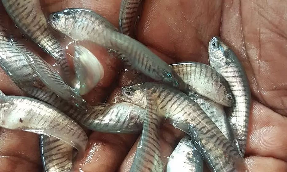 First in the NER, Assam attains self-sufficiency in fish seed production