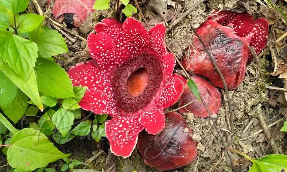 Rare flower, Sapria Himalayana spotted in Meghalaya