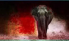 An elephant mowed down by a speeding train near Guwahati